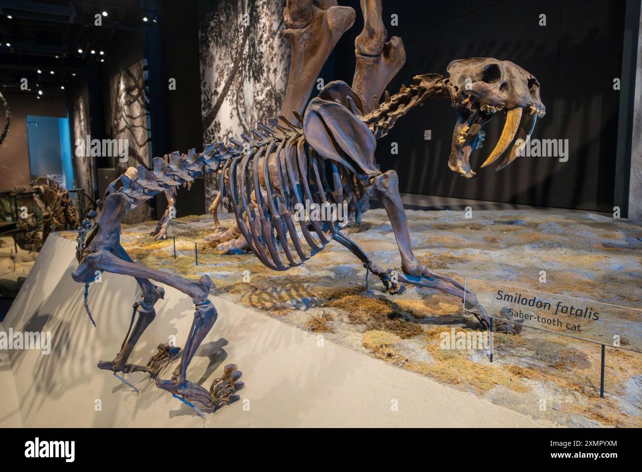 Cat skeleton reconstruction hi-res stock photography and images - Alamy