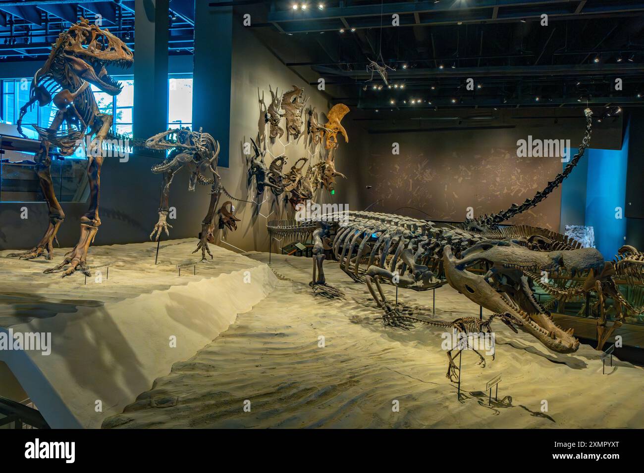 Skeleton cast of Deinasuchus hatcheri, a giant crocodile, in the ...