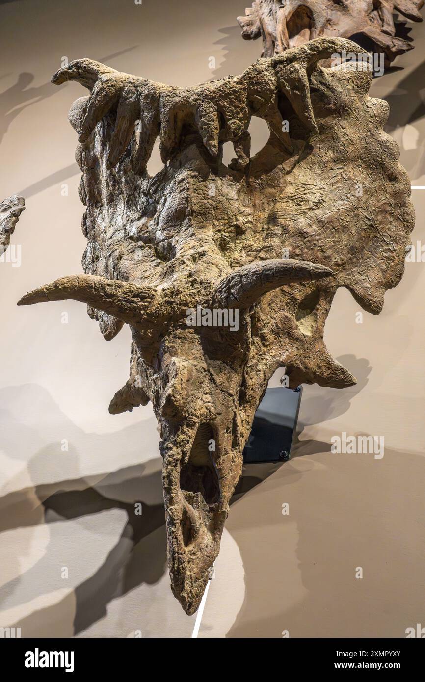 Skull cast of Kosmoceratops richardsoni, ceratopsid dinosaurs, in the ...