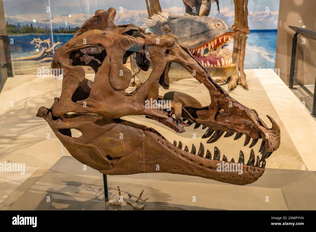 Lythronax argestes, a tyrannosaur, in the Natural History Museum of ...