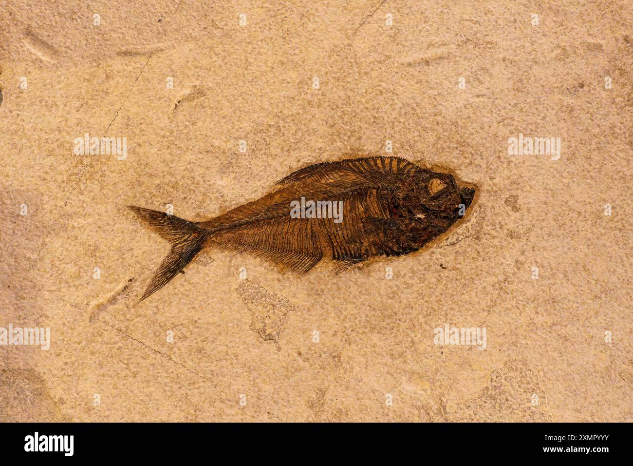 Fossilized herring relative, Diplomystus dentatus, in the Natural ...