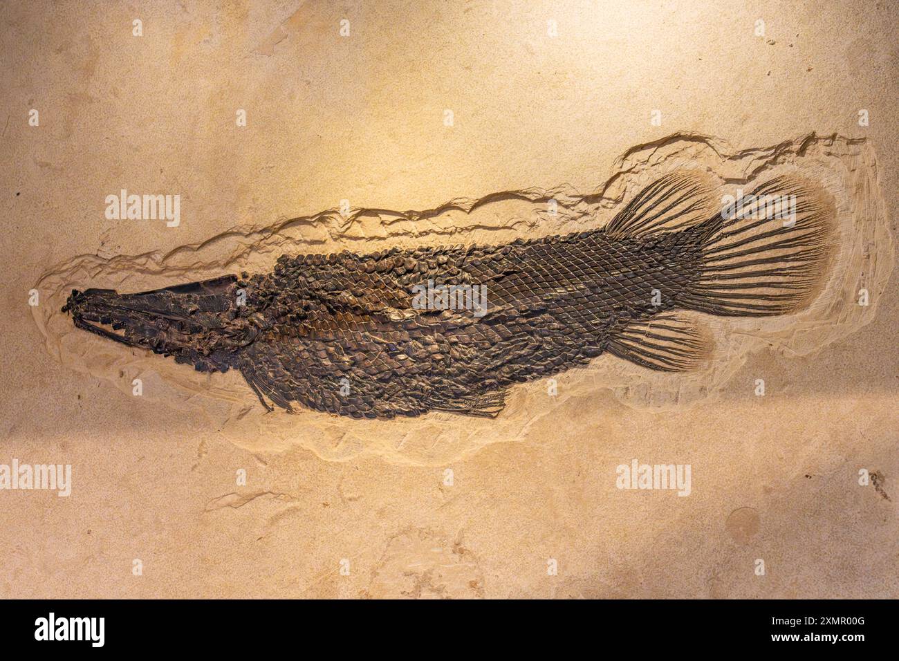 Fossilized gar fish skeleton of Lepisosteus simplex in the Natural ...