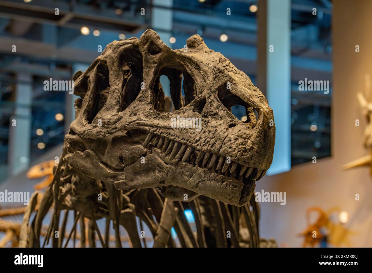 Skeleton cast of an adult Allosaurus fragilis in the Natural History ...