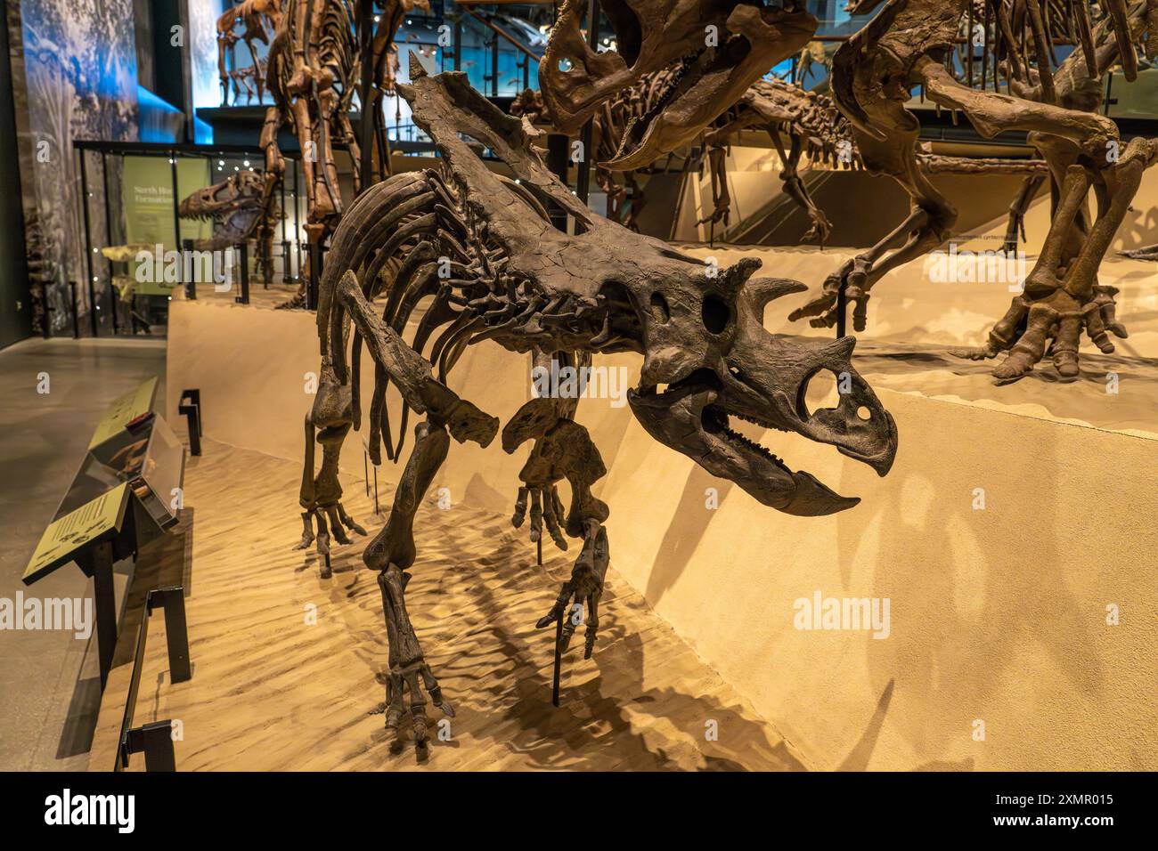 Skeleton cast of a juvenile Utahceratops gettyi, a ceratopsid dinosaur ...
