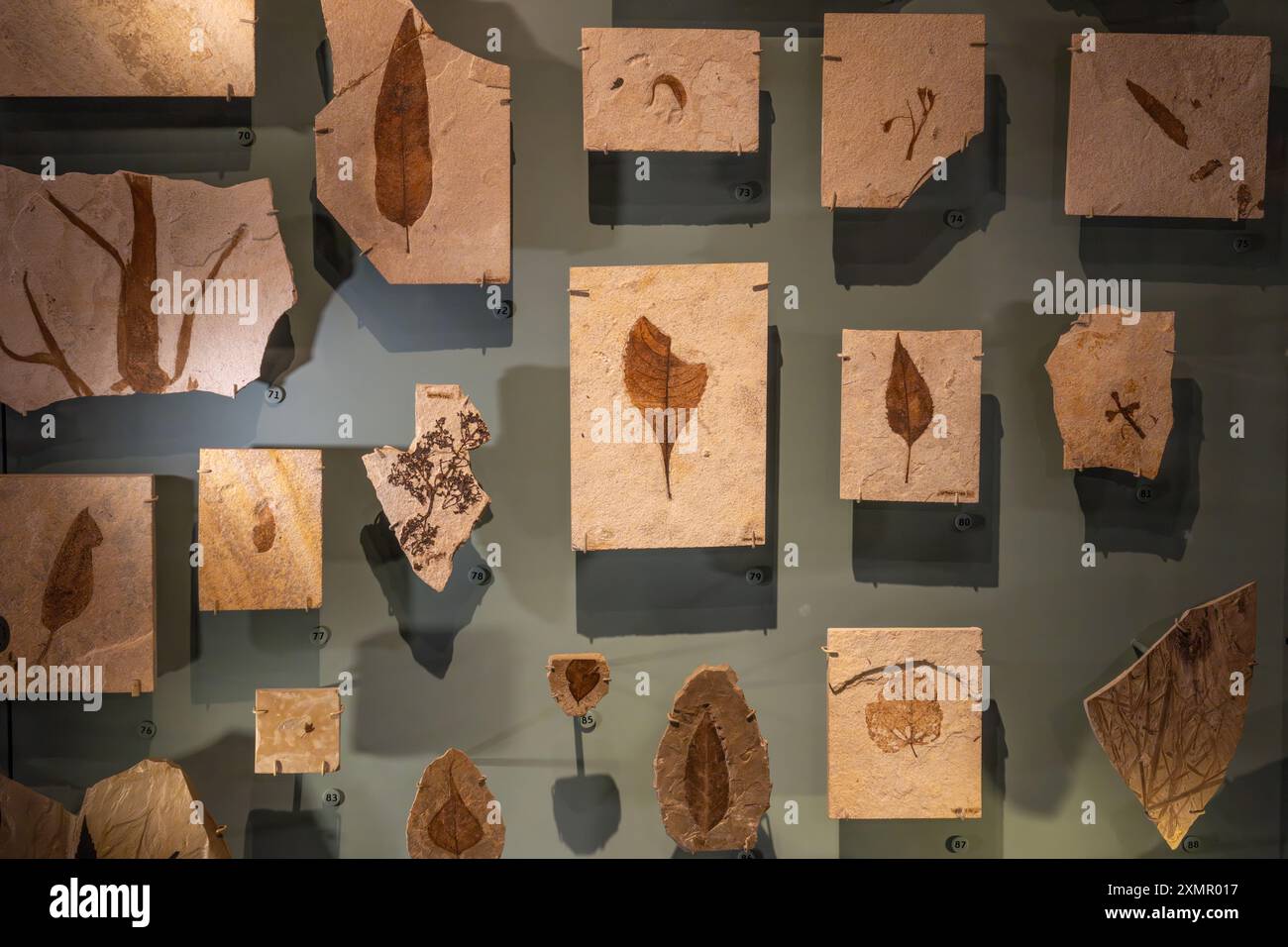Fossilized leaf specimens in the Natural History Museum of Utah, Salt ...