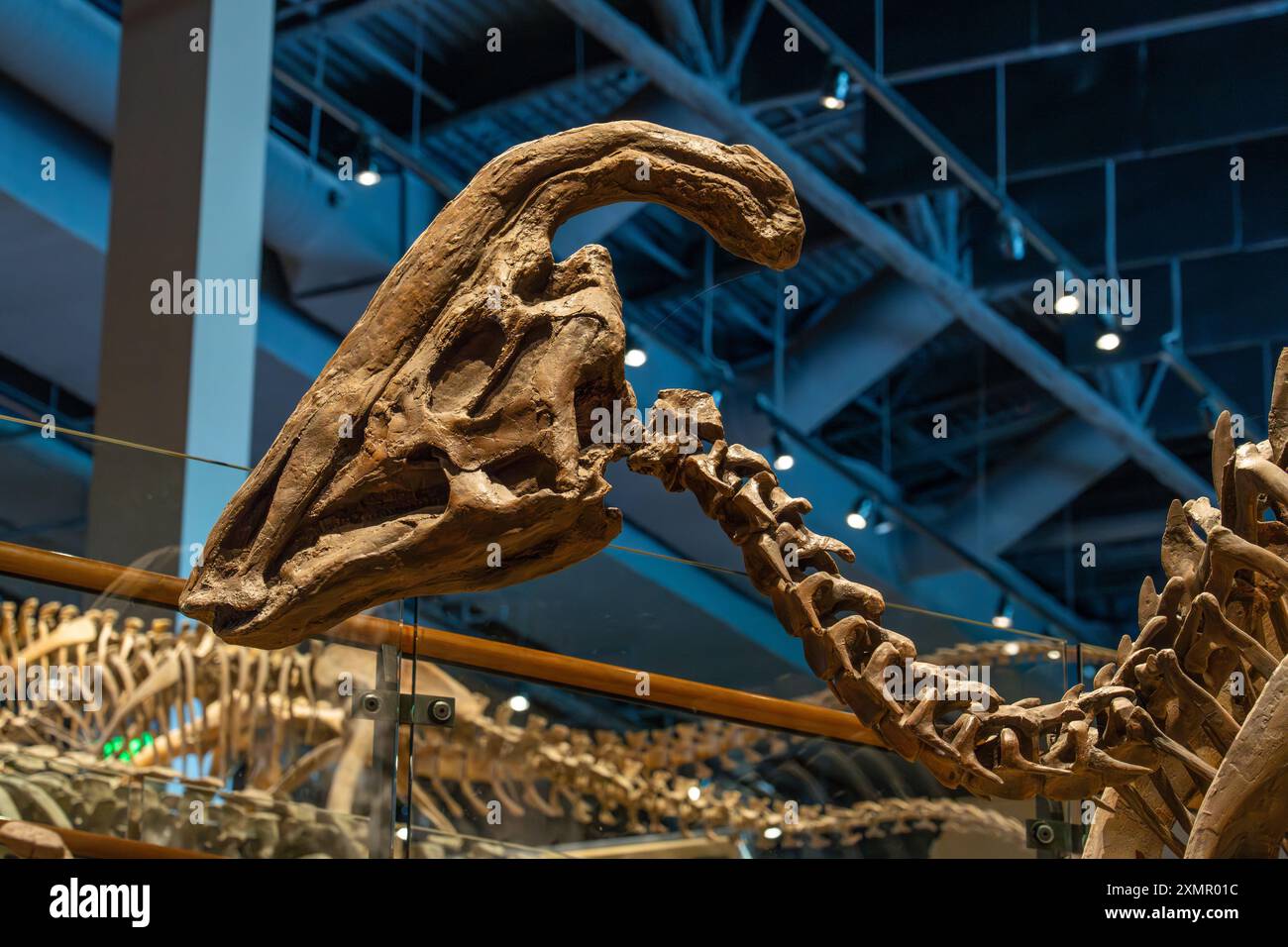 Parasaurolophus cyrtocristatus, a hadrosuarid "duck-billed" dinosaur ...