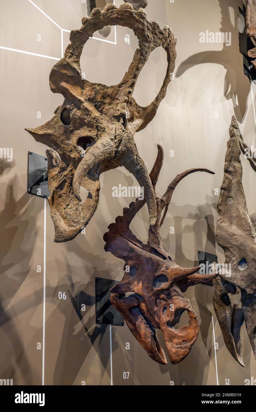 Skull casts of Nautaceratops titusi (6) &Diabloceratops eatoni (7 ...