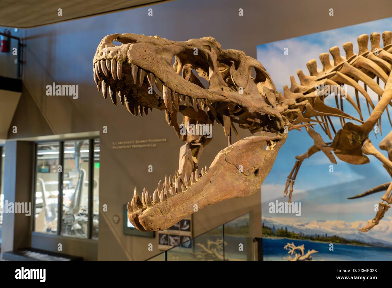 Lythronax argestes, a tyrannosaur, in the Natural History Museum of ...