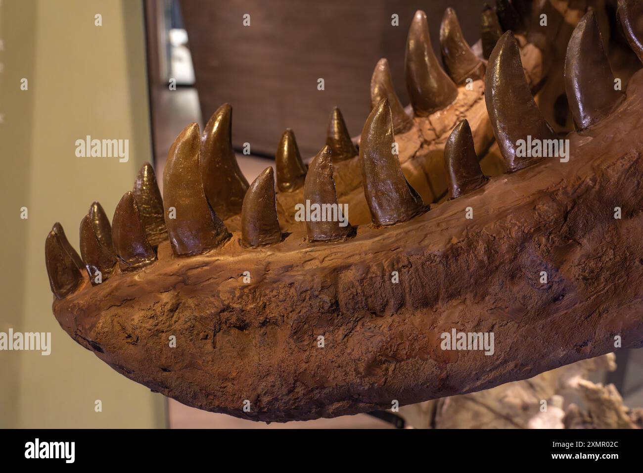 Mandibular teeth of a carnivorous Tyrannosaurus rex in the Natural ...