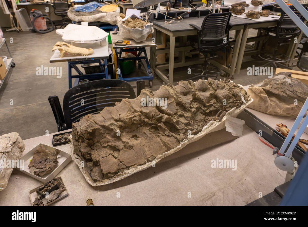 Dinosaur fossils in the Paleontology Preparation Lab in the Natural ...