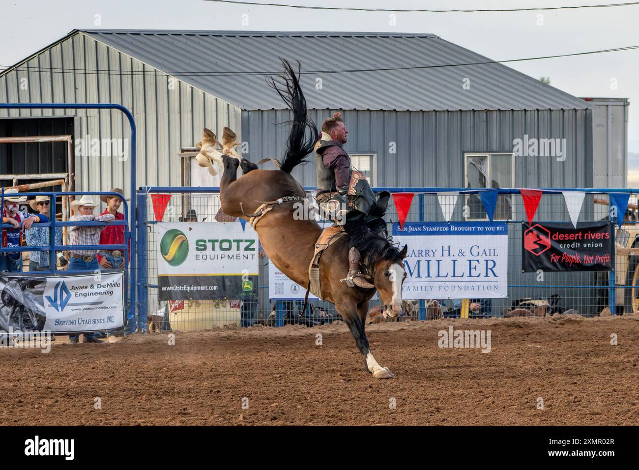 A professional rodeo cowboy on a bucking horse in the chute before ...