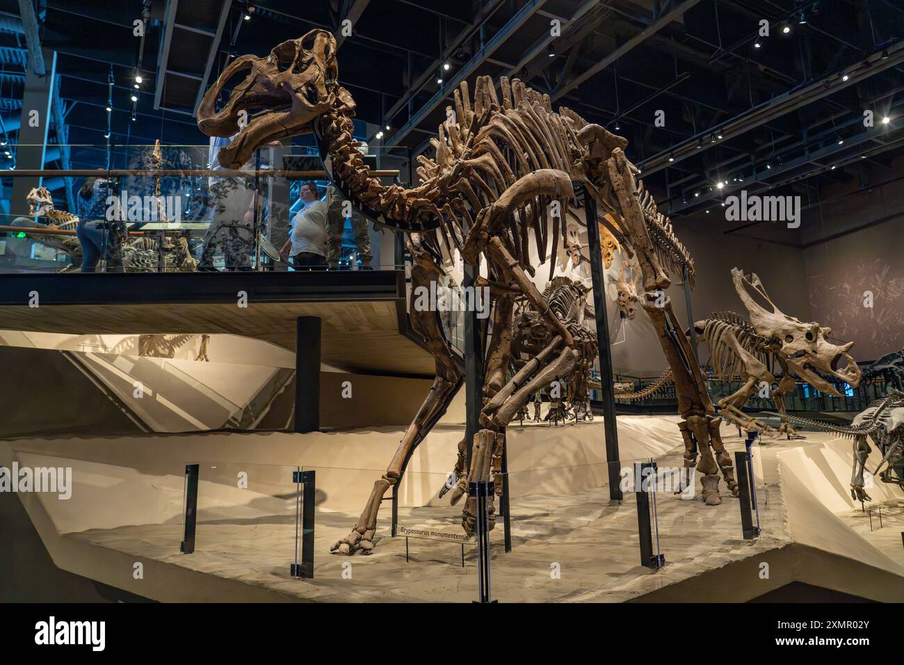 Skeleton cast of Gryposaurus monumentensis, a duckbilled dinosaur, in the Natural History Museum ...