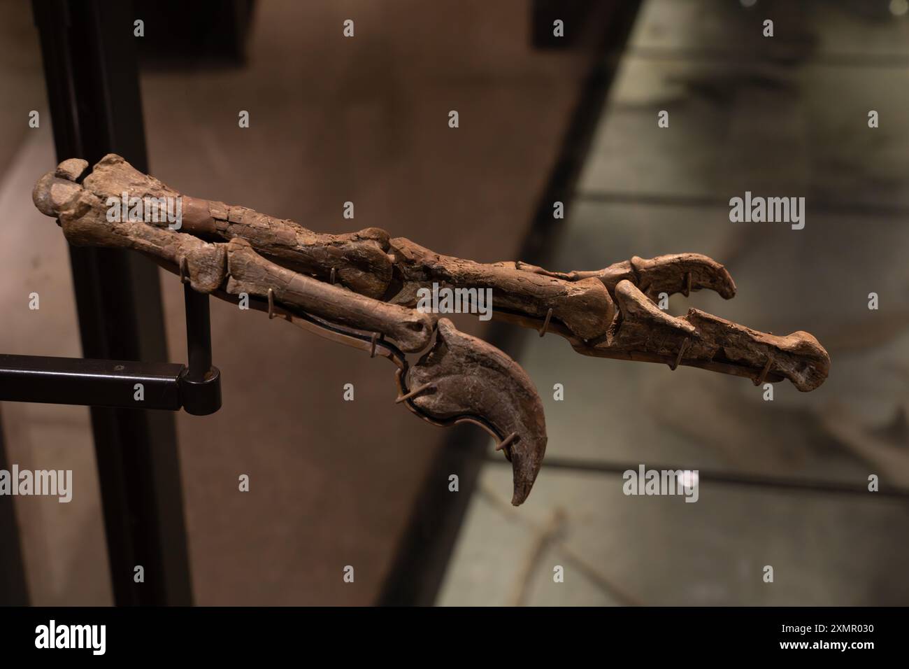 Hand bones of an oviraptorosaur dinosaur, Hagryphus giganteus, in the ...