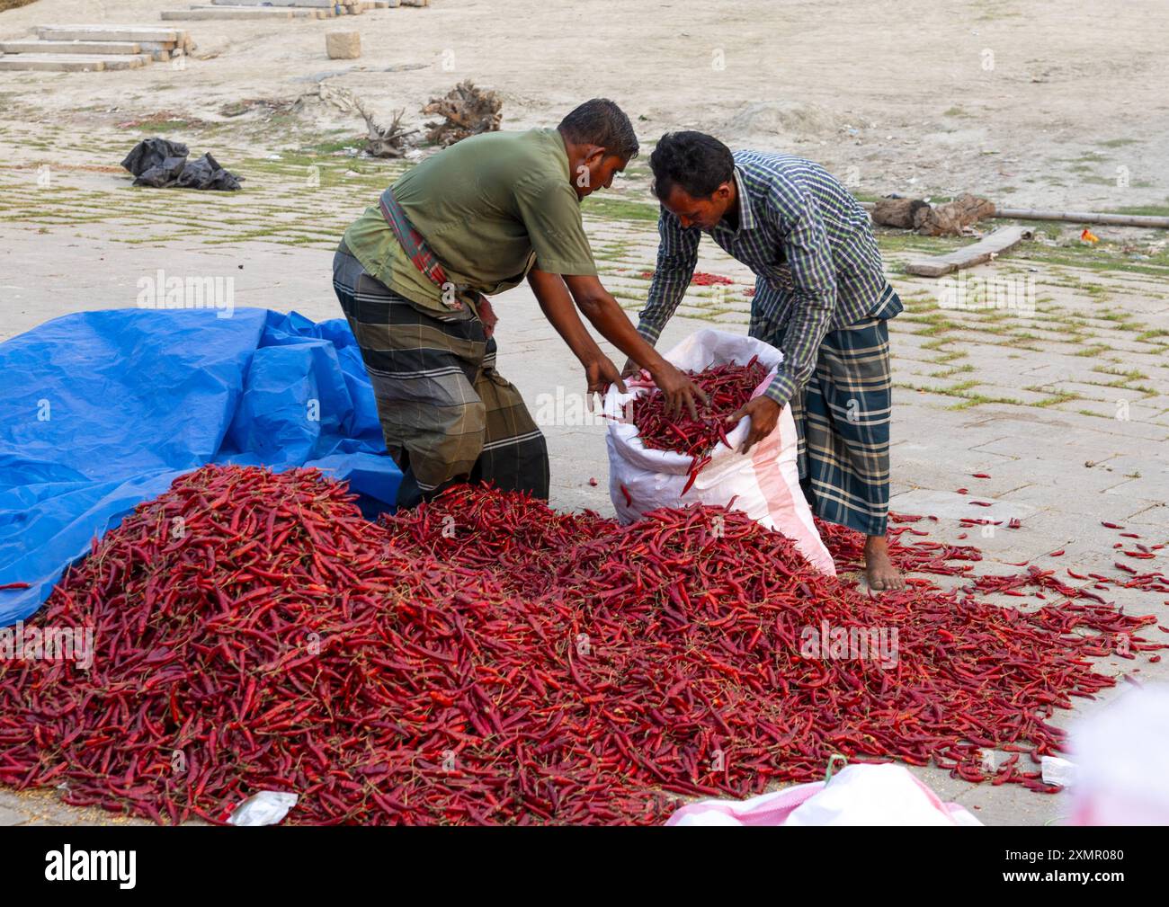 Bangladeshi men packing dry red chili pepper in Kalitola ghat, Rajshahi ...