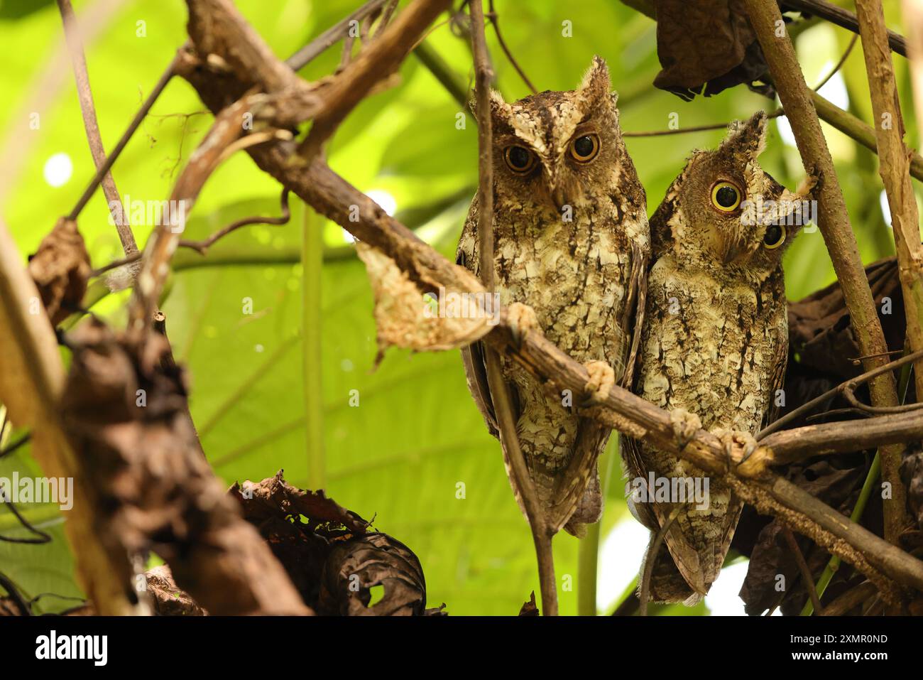 Otus manadensis hi-res stock photography and images - Alamy