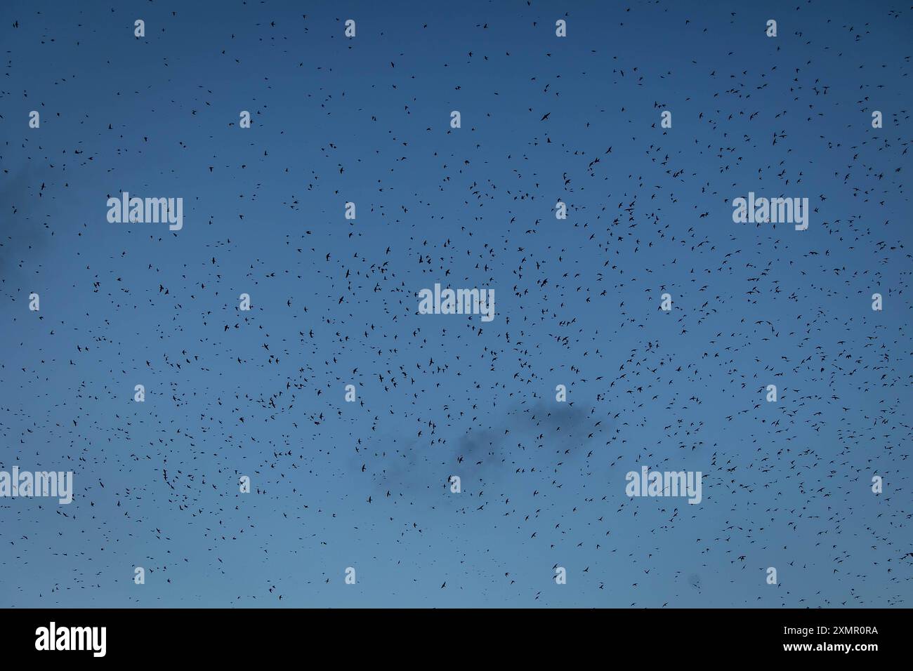 Aerial bird migration hi-res stock photography and images - Alamy