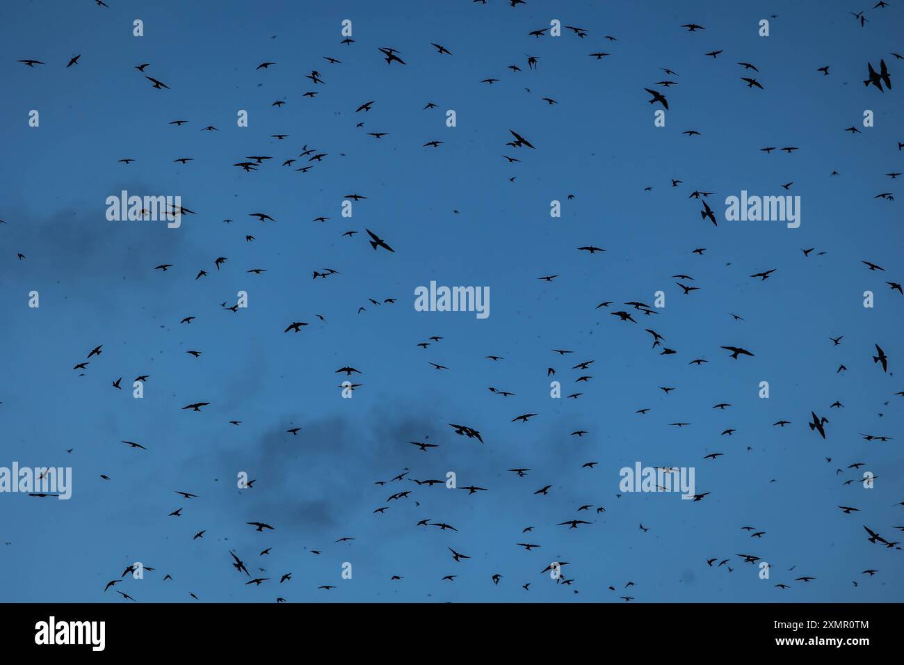 Hundreds of thousands of Purple Martin birds take the sky in Round Rock ...