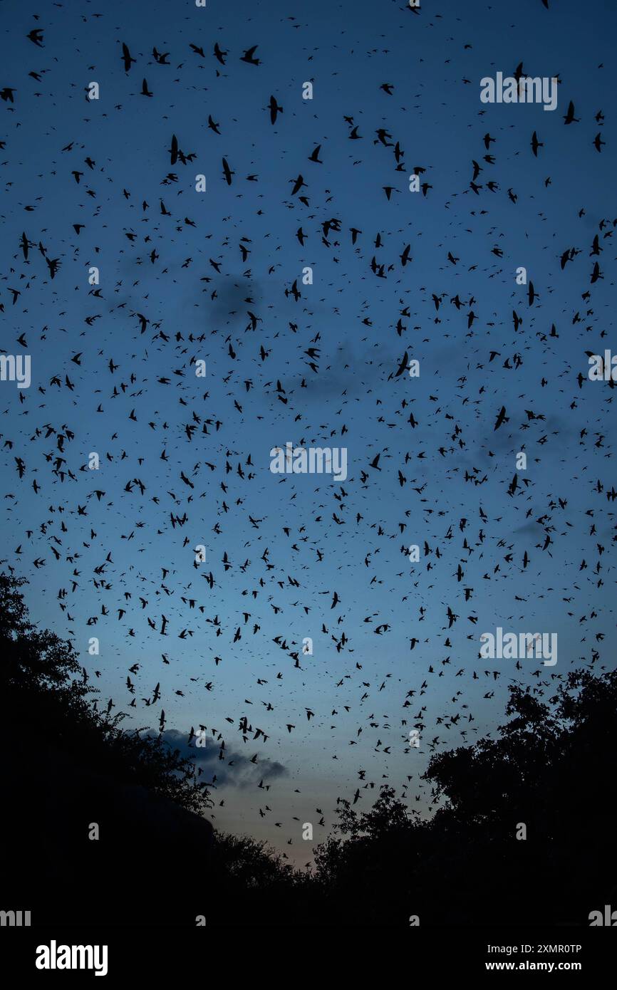 Watcihng wildlife hi-res stock photography and images - Alamy