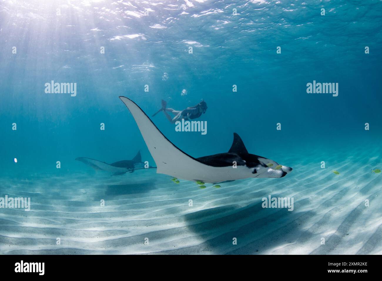 An underwater view of a diver swimming with manta rays in clear blue ...
