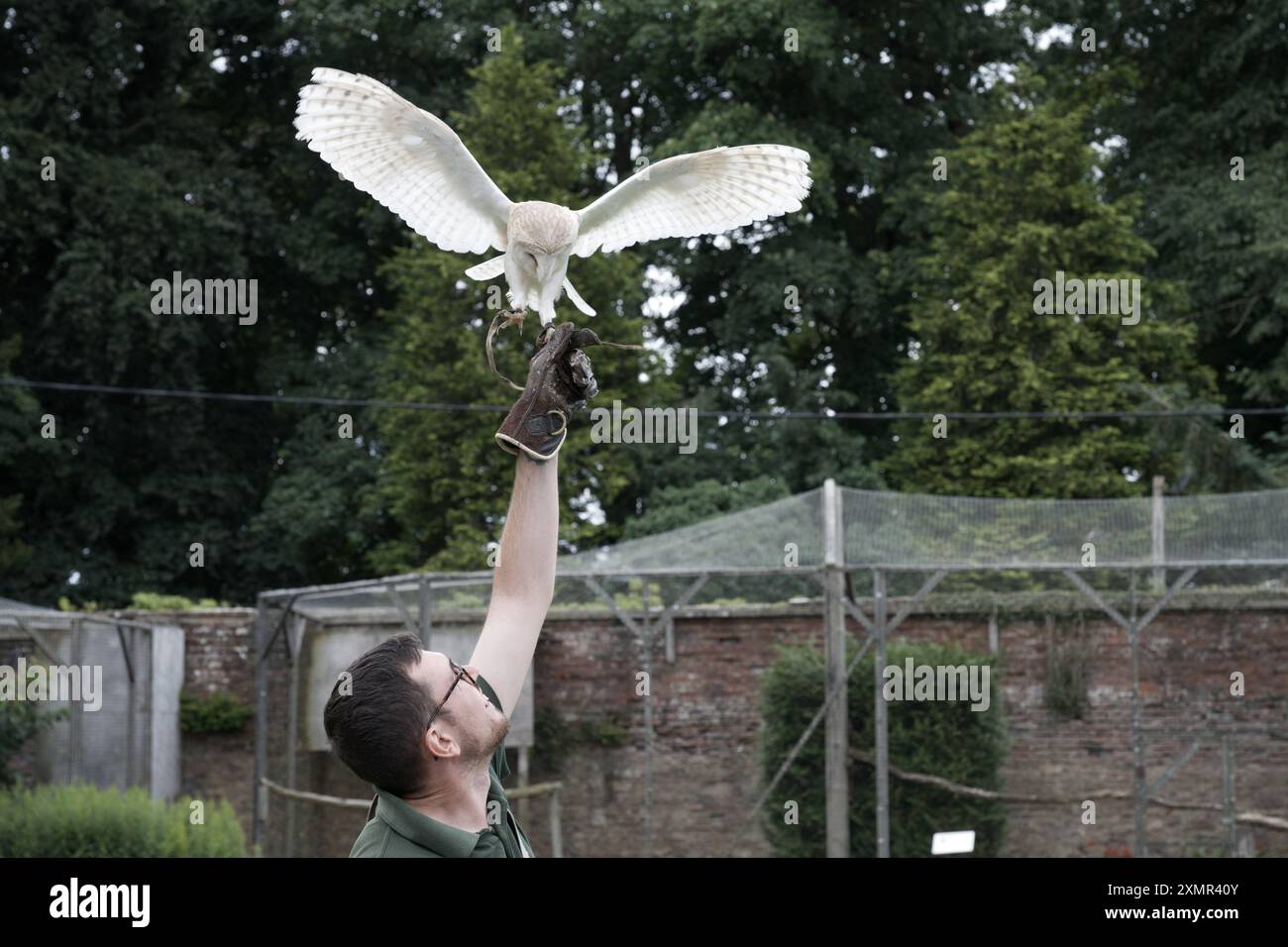 A Common Barn Owl about to land on it's handler during a display at ...