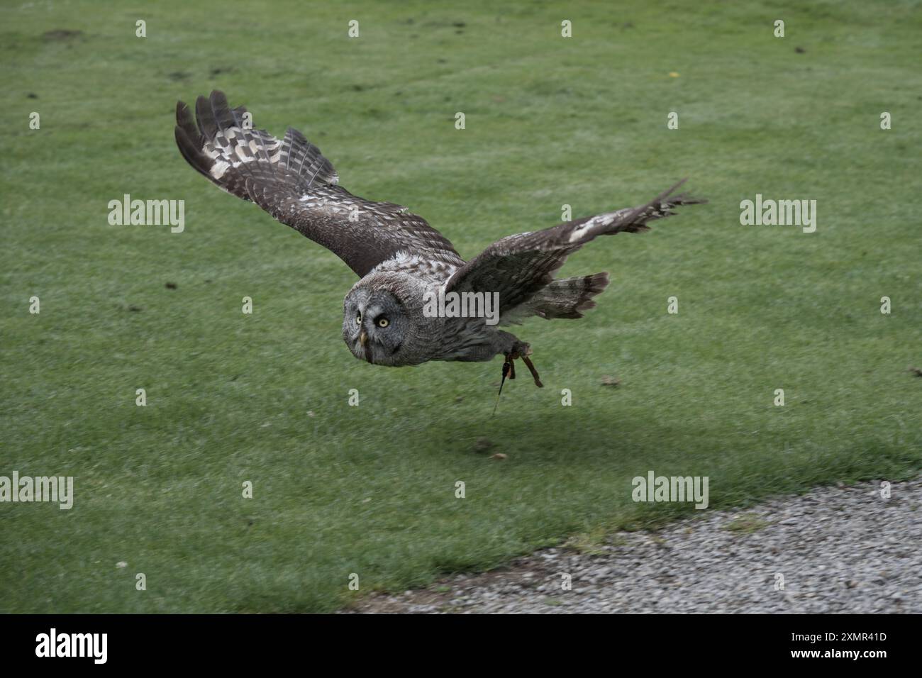 A Great Grey Owl flying display at Thorp Perrow Arboretum Stock Photo ...
