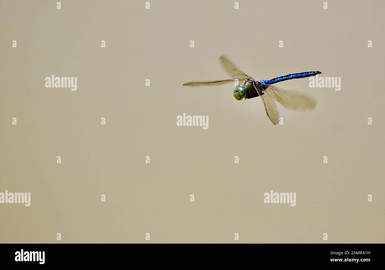 Emperor dragonfly blue emperor dragonfly anax imperator hi-res stock ...