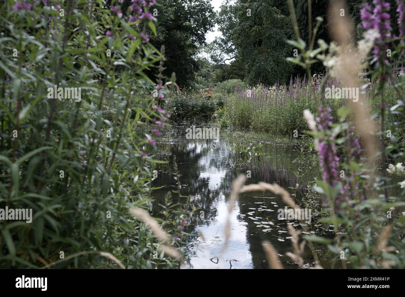 Thorp plant hi-res stock photography and images - Alamy