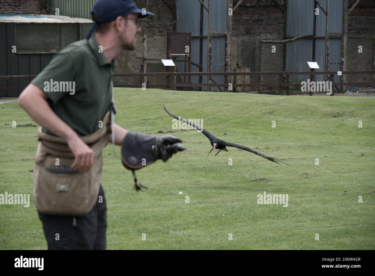 Turkey vulture flying hi-res stock photography and images - Alamy