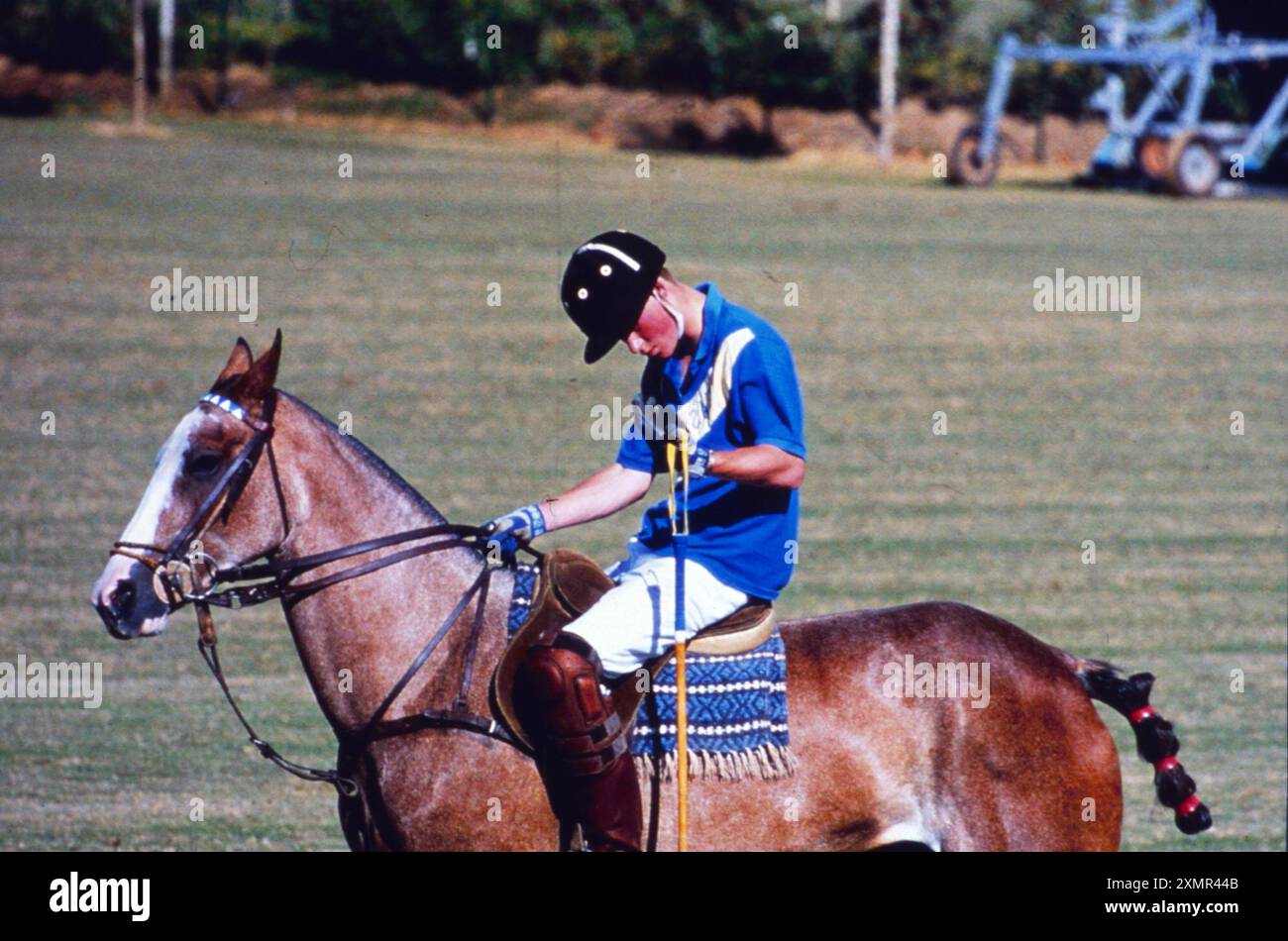 Cavallo di famiglia hi-res stock photography and images - Alamy