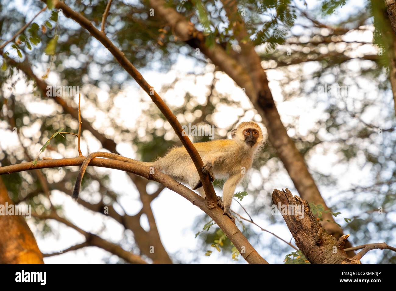Olerai Lodge, Arusha, Tanzania, Africa Stock Photo - Alamy