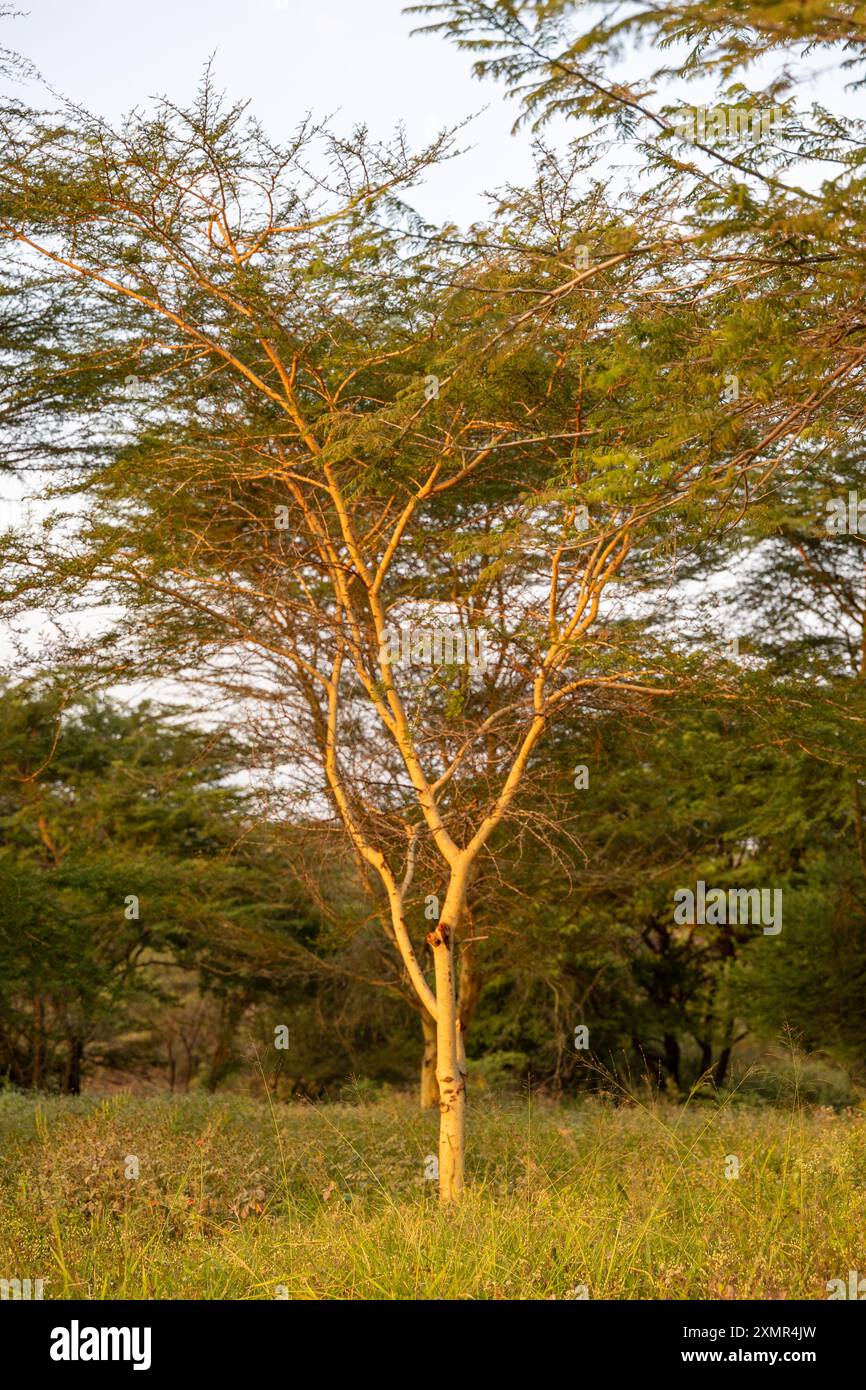 Olerai Lodge, Arusha, Tanzania, Africa Stock Photo - Alamy