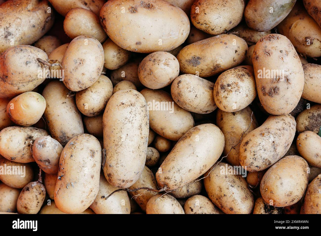 Raw potatoes different sizes hi-res stock photography and images - Alamy