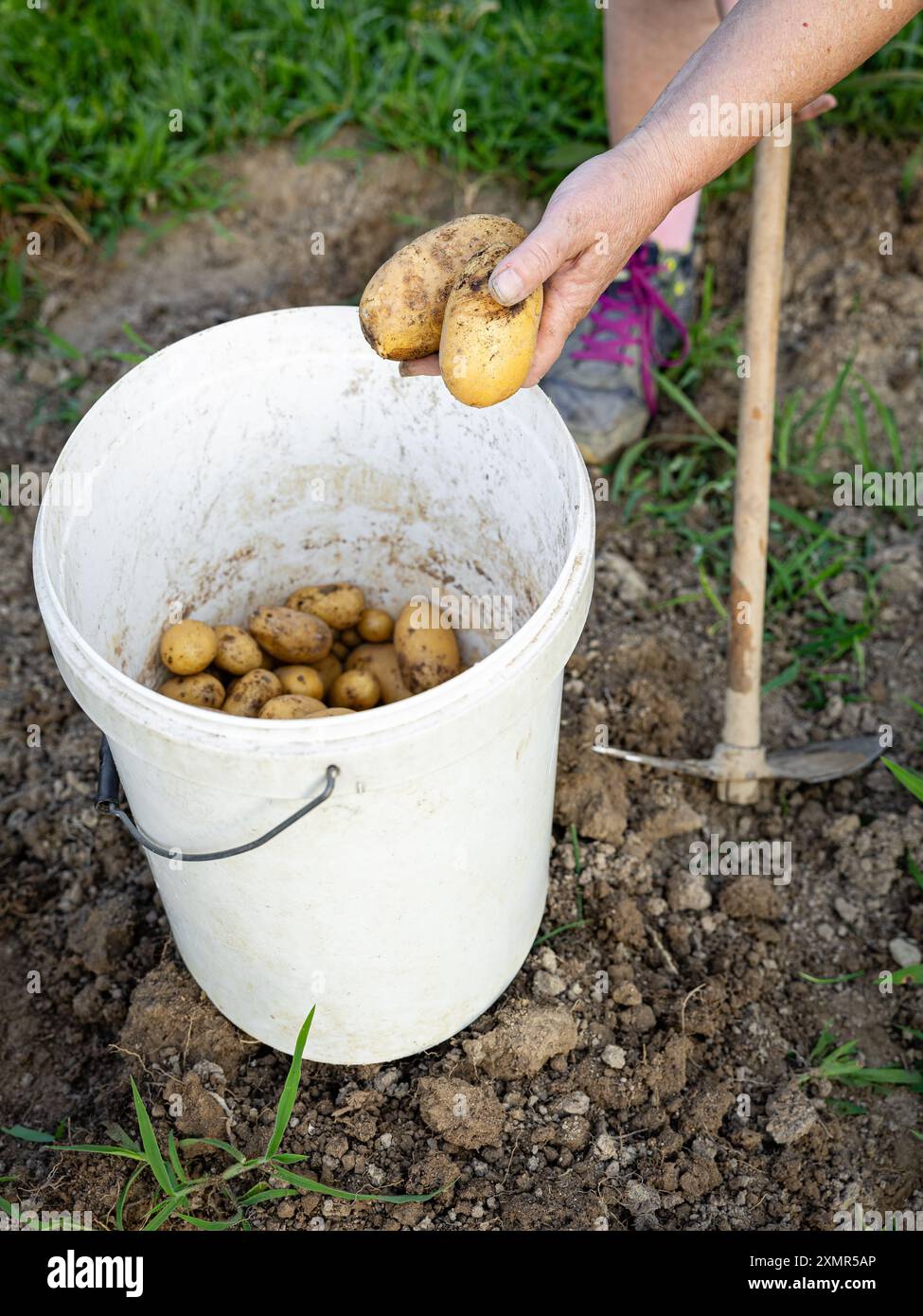 Woman harvesting fresh potatoes in hi-res stock photography and images ...