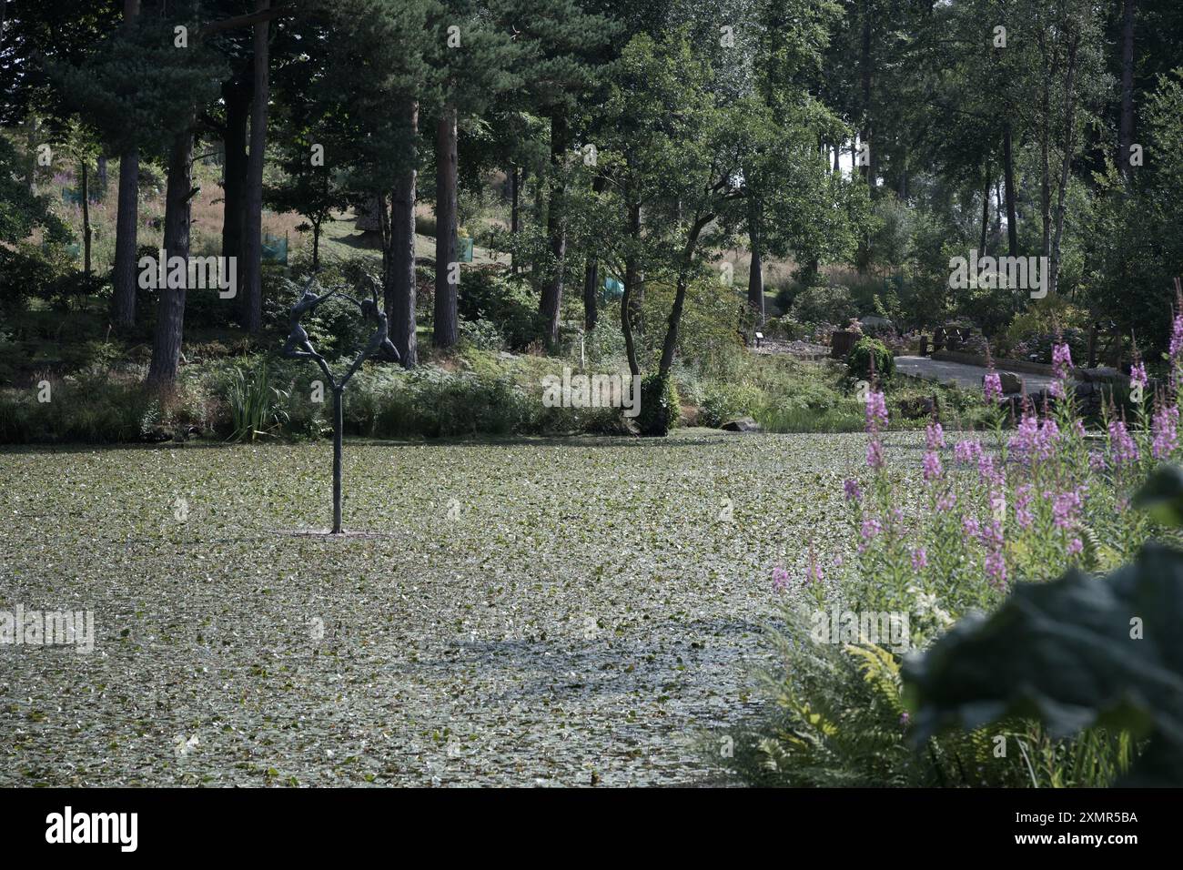 Sunrise by David Williams-Ellis in a lake at The Himalayan Garden ...