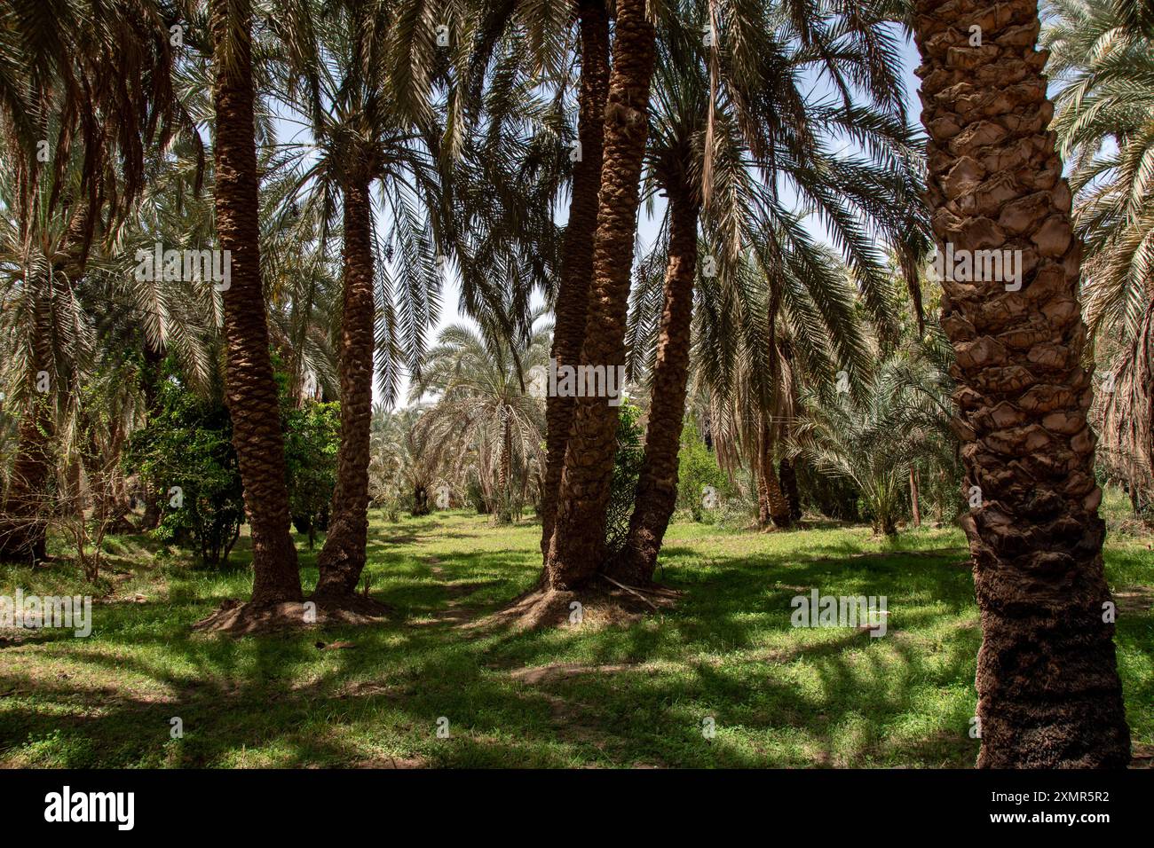 Oasis en el desierto de egipto hi-res stock photography and images - Alamy