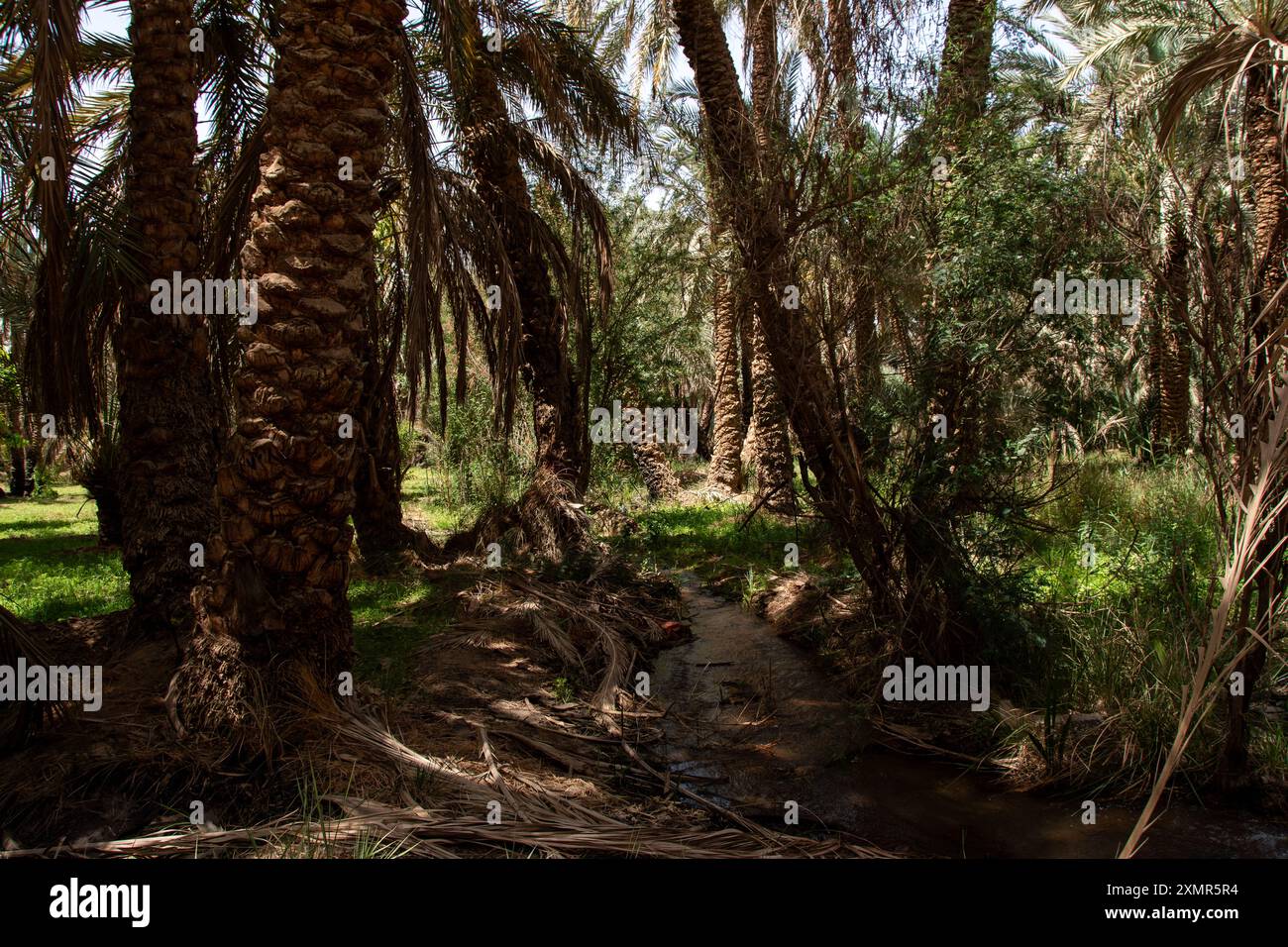 Oasis de egipto hi-res stock photography and images - Alamy