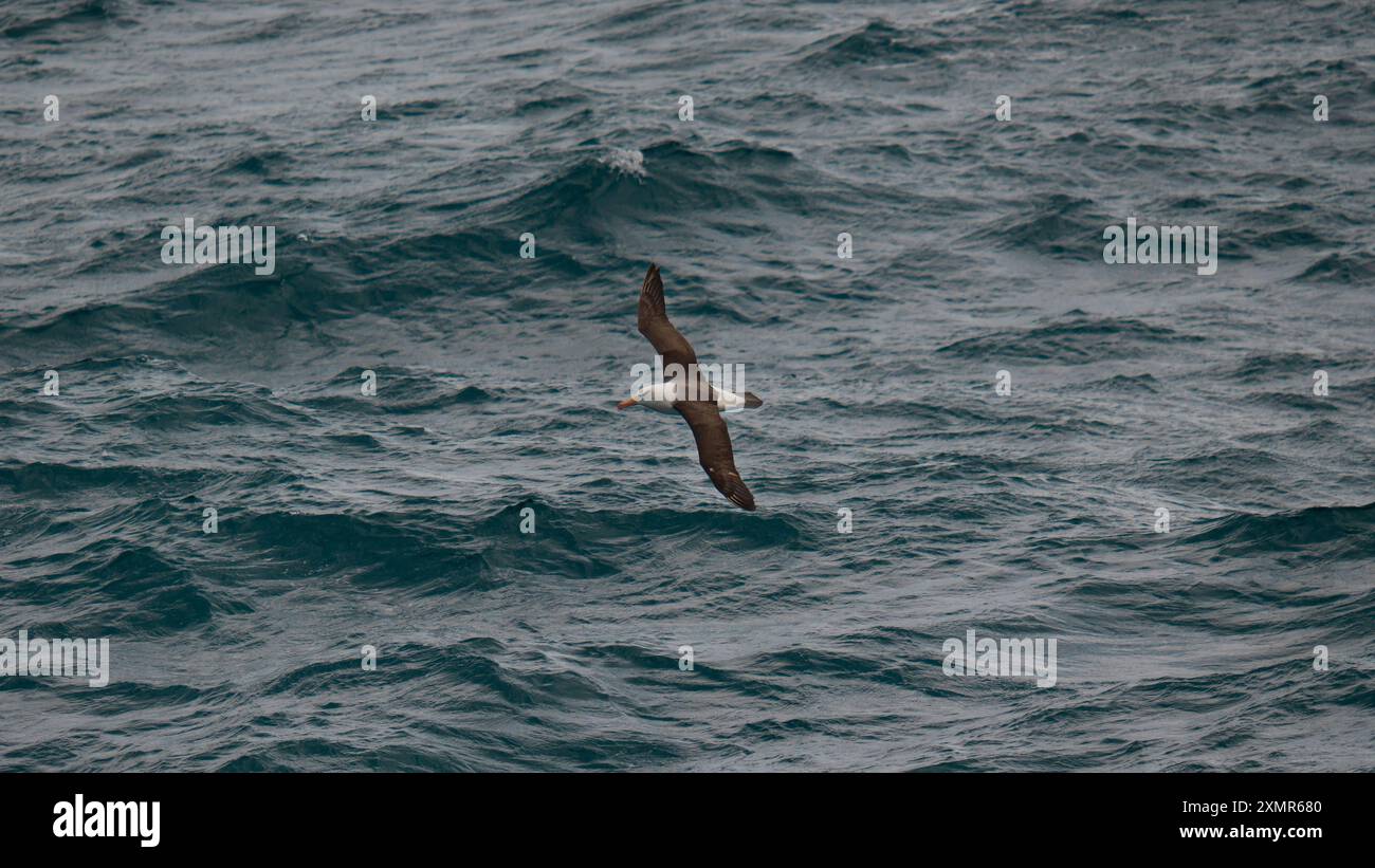 Antarctica Albatross Bird in Flight Wings Full Span Over Ocean Close to Water Bird Wildlife ...