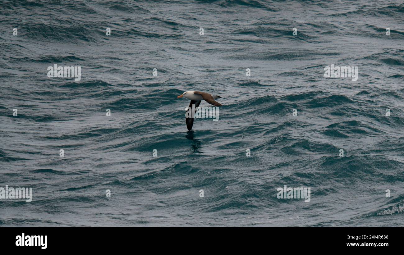 Antarctica Albatross Bird in Flight Flap Over Ocean Close to Water Bird ...