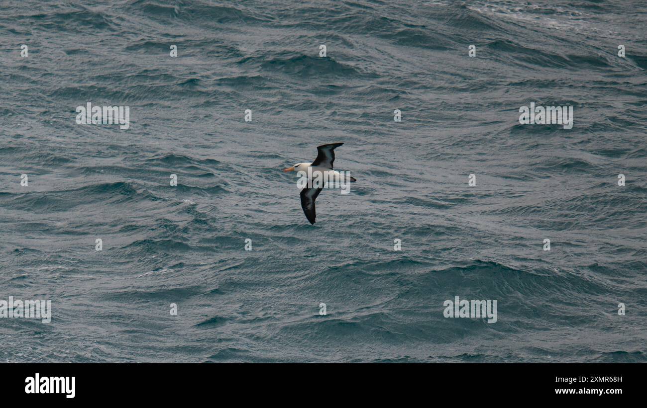 Antarctica Albatross Bird in Flight Angled Up Over Ocean Close to Water Bird Wildlife Birding ...