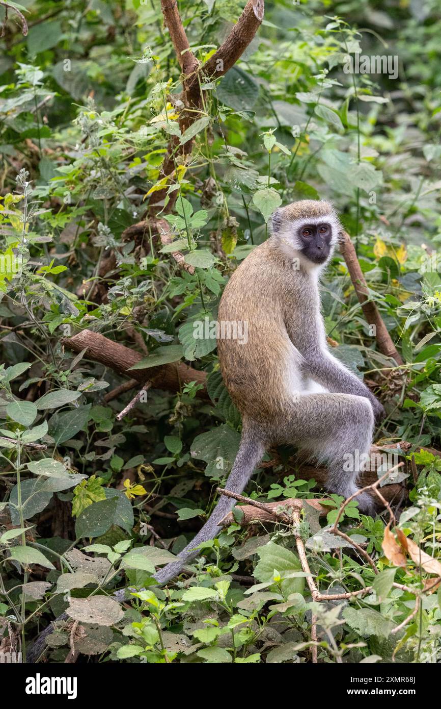Chlorocebus cercopithecus hi-res stock photography and images - Alamy