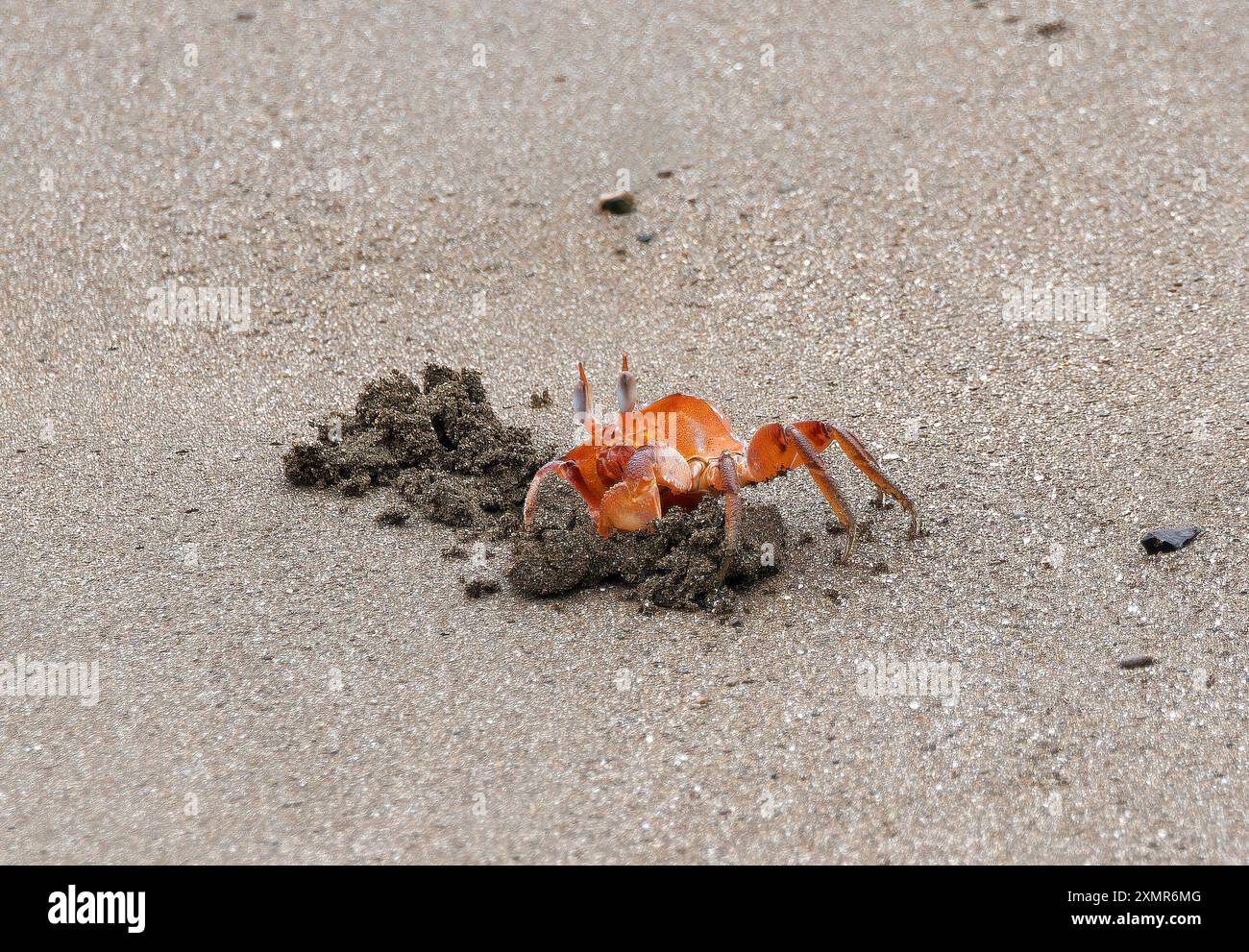 painted ghost crab or cart driver crab, Ocypode gaudichaudii ...
