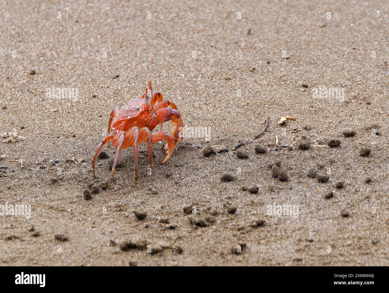 painted ghost crab or cart driver crab, Ocypode gaudichaudii ...