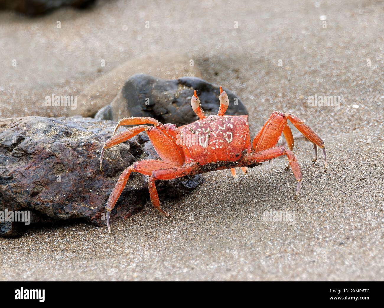 painted ghost crab or cart driver crab, Ocypode gaudichaudii ...