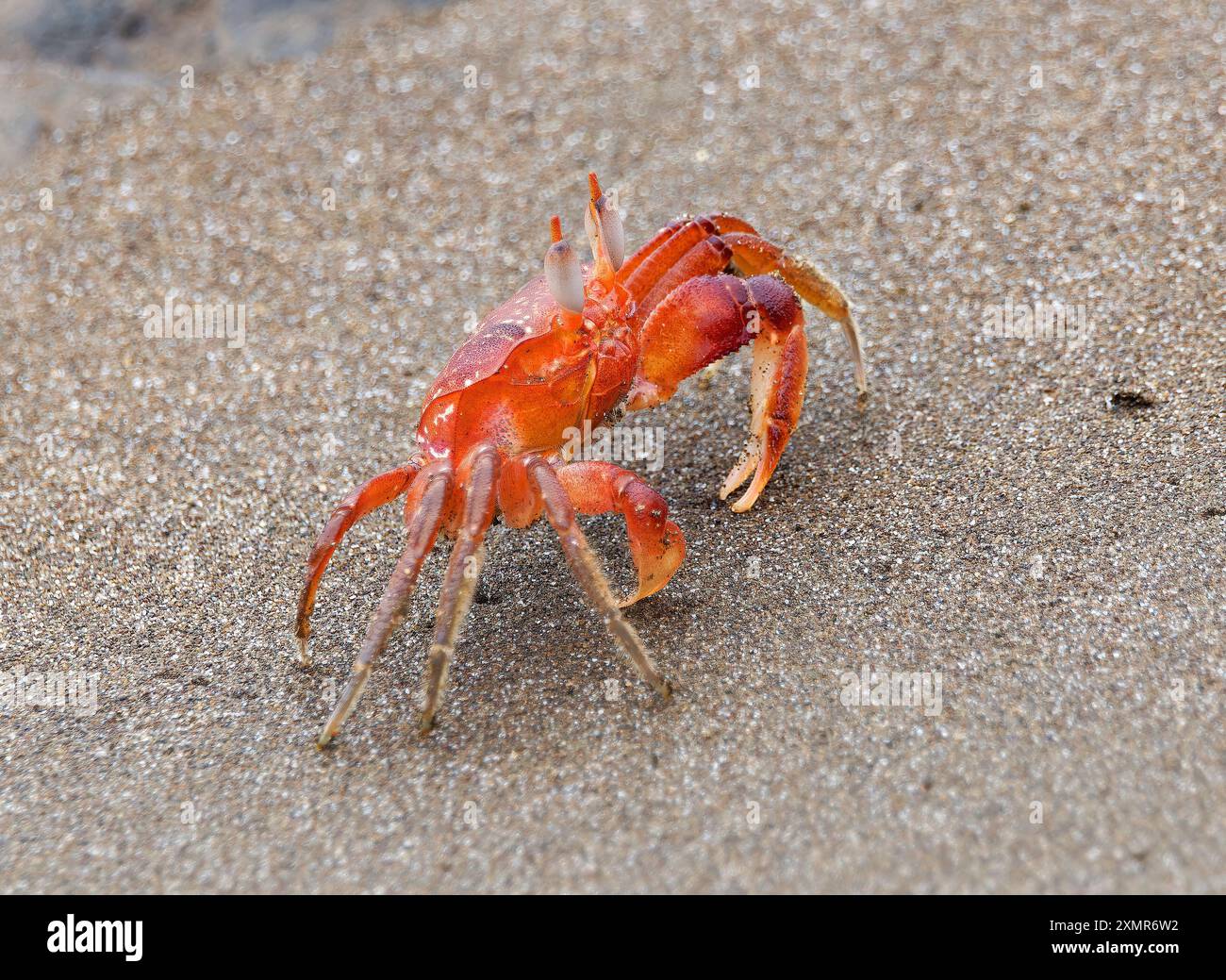 painted ghost crab or cart driver crab, Ocypode gaudichaudii ...