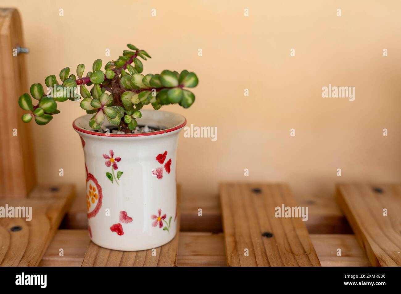 Portulacaria afra tricolor or Reverse Variegation Rainbow Bush ...