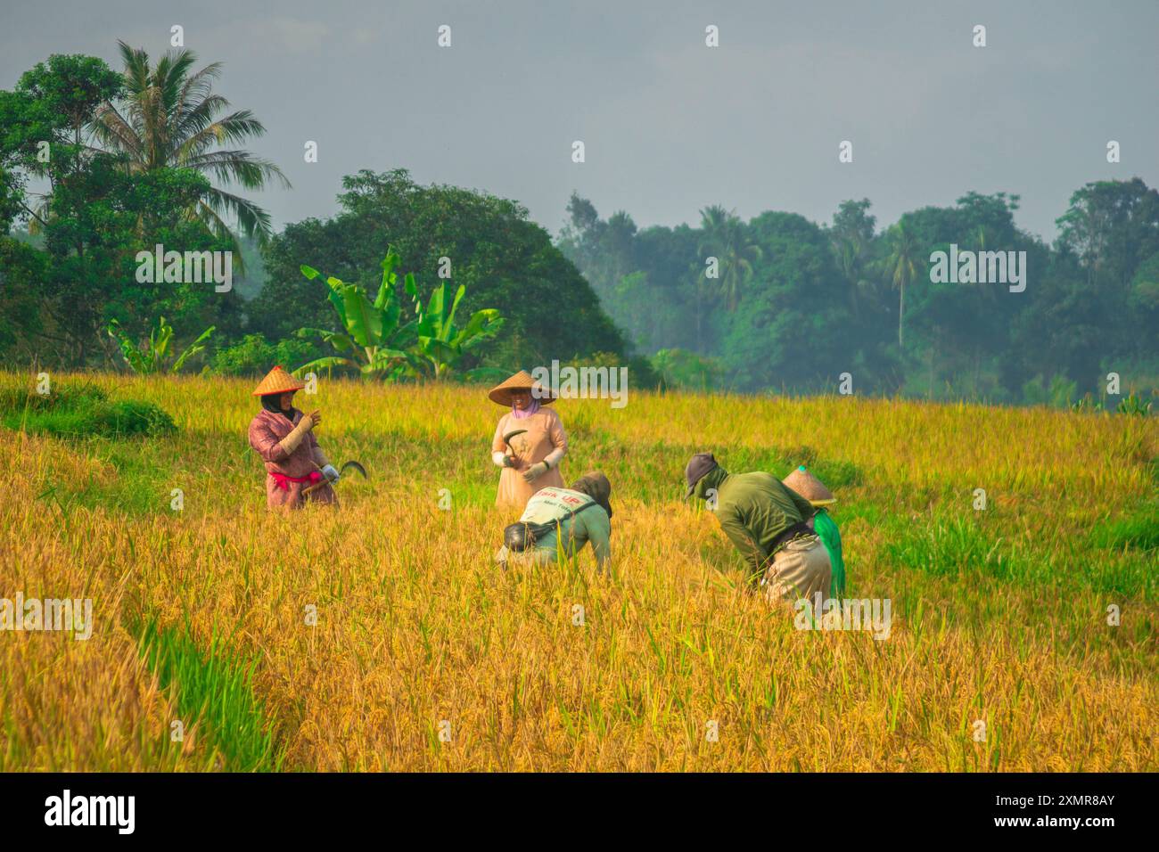 Beautiful morning view indonesia Panorama Landscape paddy fields with ...