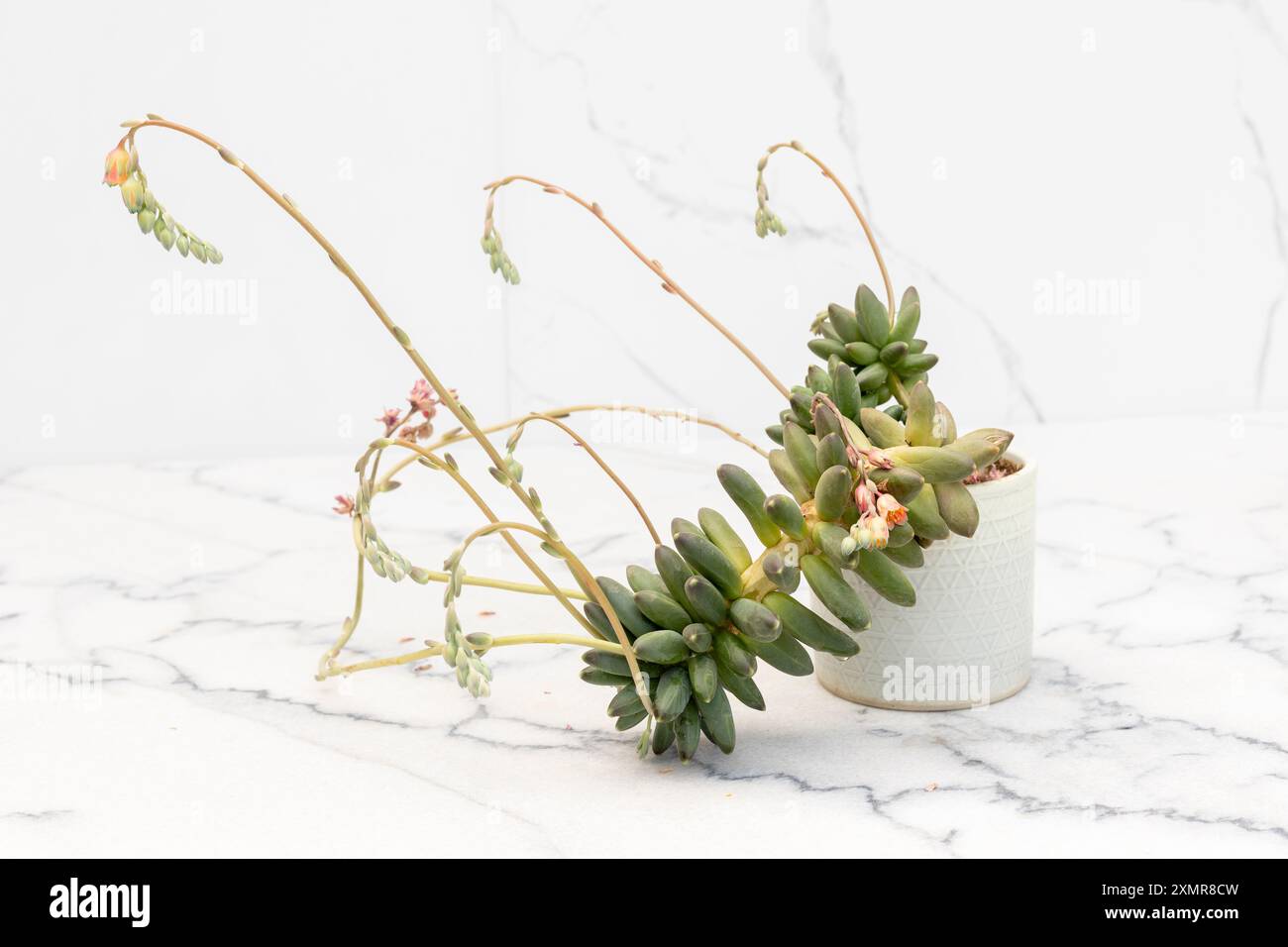 Pachyphytum Compactum beautiful succulent in a beautiful pot over a ...