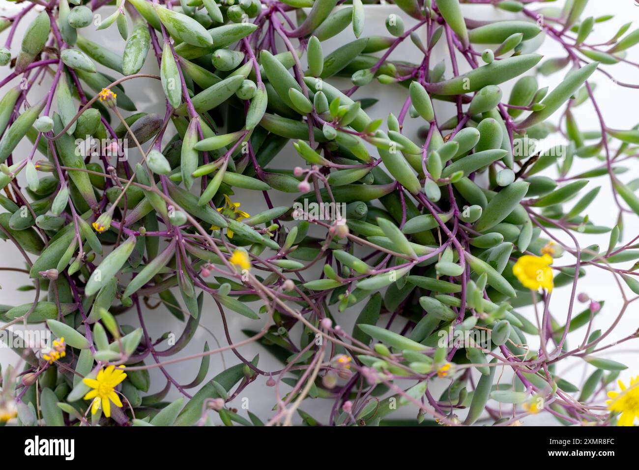 Othonna capensis 'Ruby Necklace Succulent Plant Closeup Stock Photo - Alamy