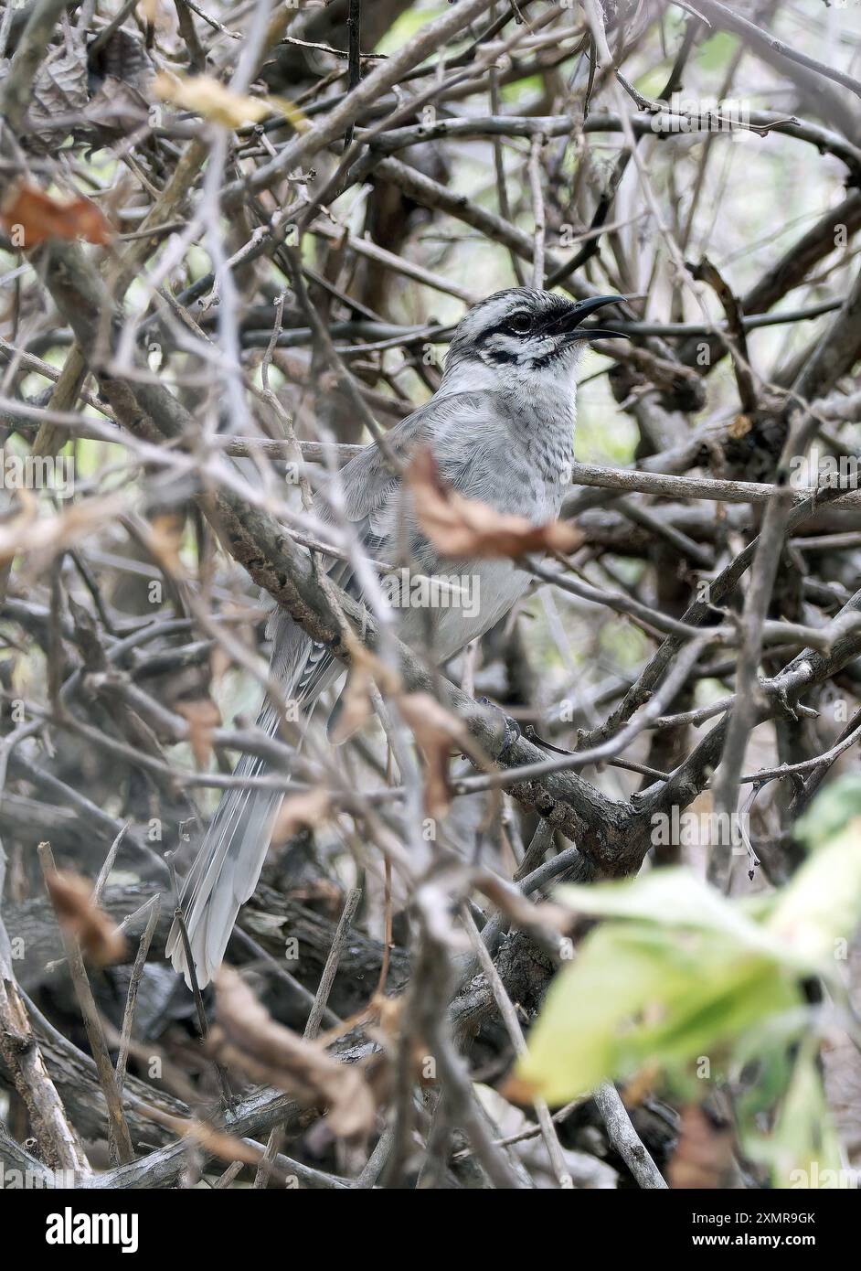 Long-tailed mockingbird, Mimus longicaudatus platensis, hosszúfarkú ...