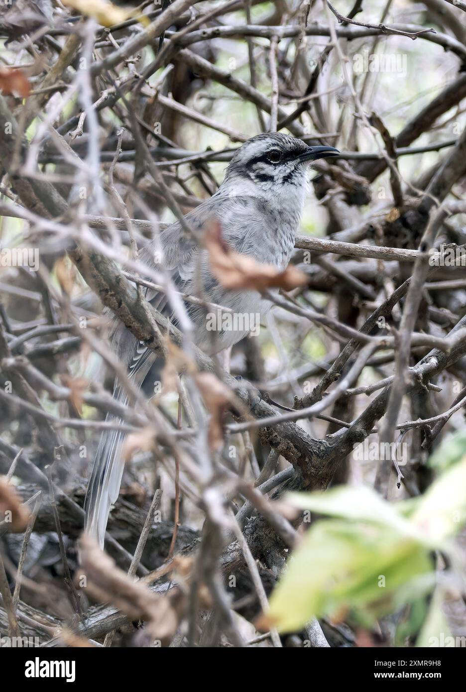 Long-tailed mockingbird, Mimus longicaudatus platensis, hosszúfarkú ...